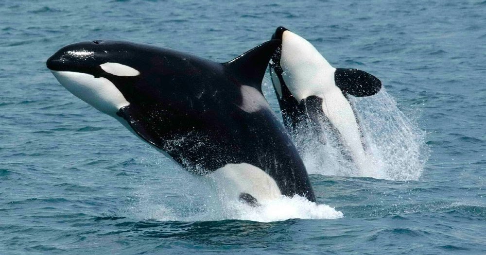 FAUNA Y FLORA DEL MUNDO: ORCA