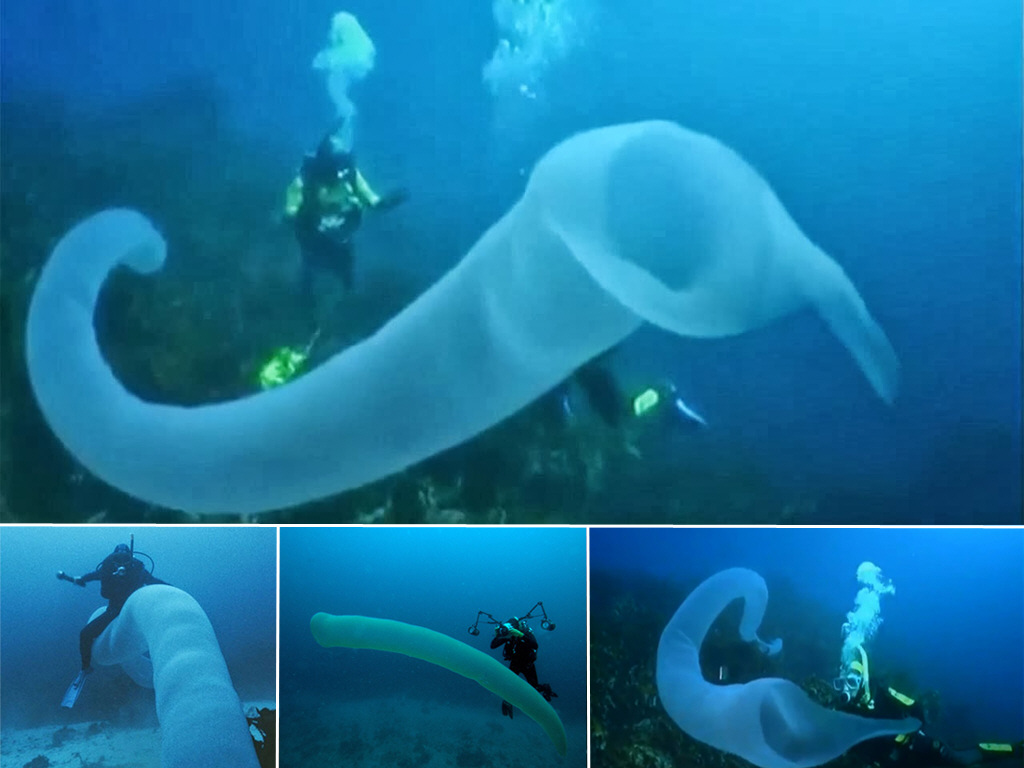 Hidupan Laut Mistik ‘Pyrosome’ |MyRokan