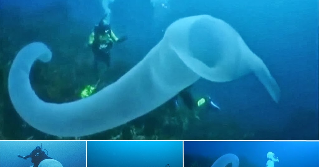 Hidupan Laut Mistik ‘Pyrosome’ |MyRokan