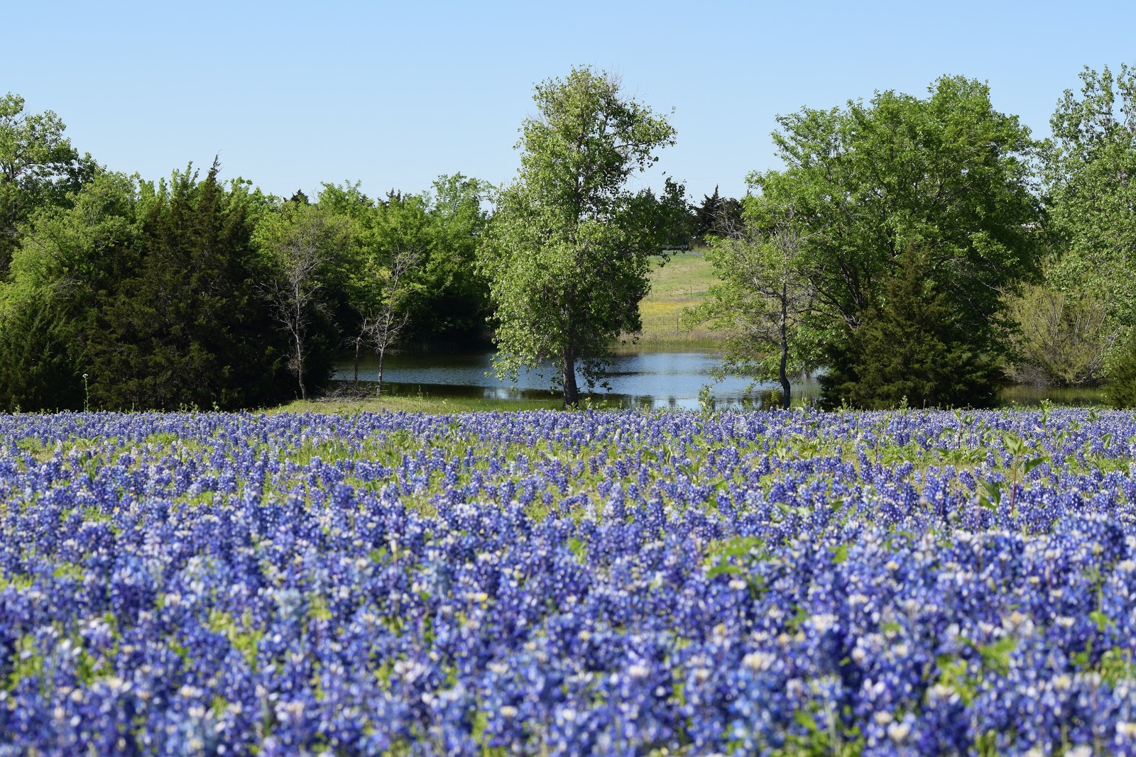 Travel for Life: Texas—Visiting Ennis for Bluebonnet Trails Festival (2019)