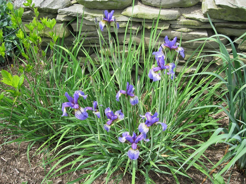 Plants and Stones: Siberian Iris Bloom Order