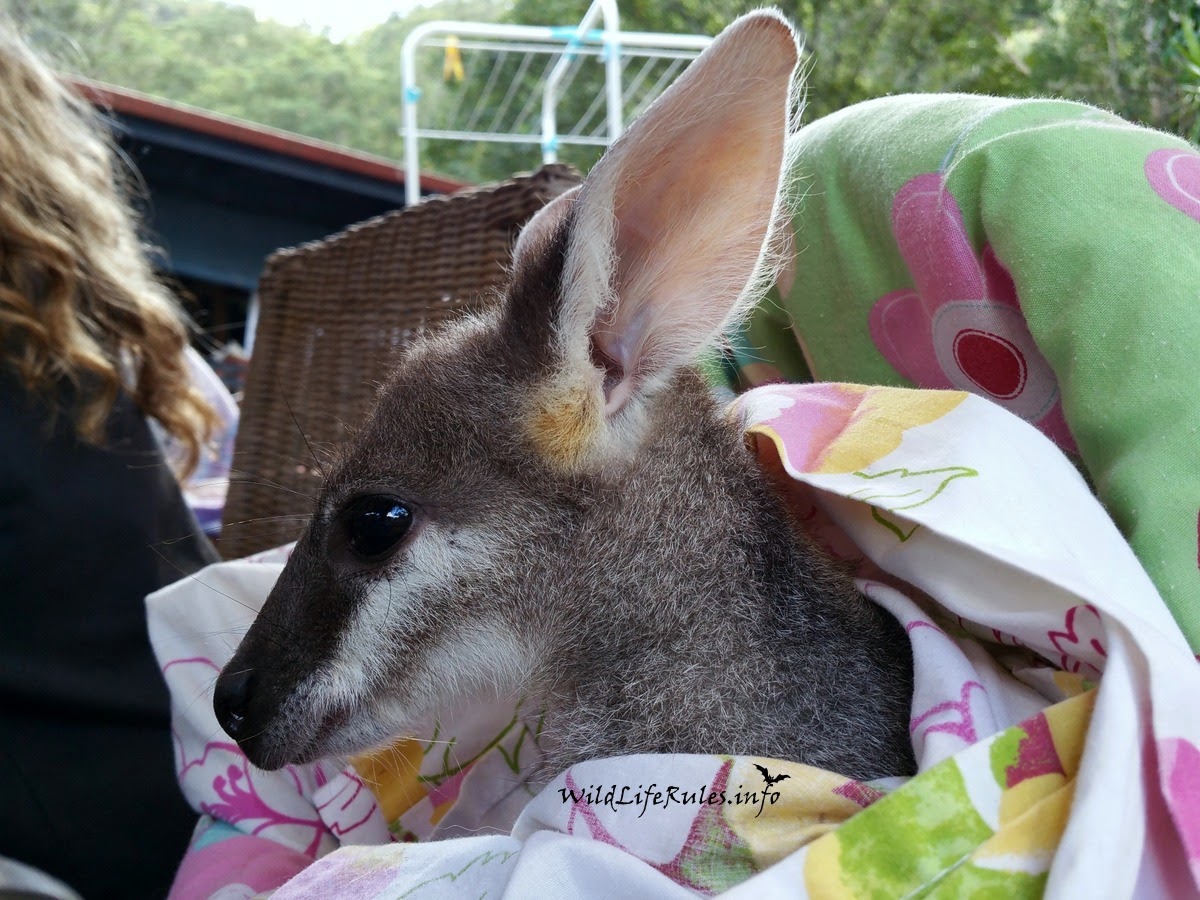 Rehab | Wallaby baby in care