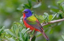 EVOLVE UCE: PRONUNCIATION