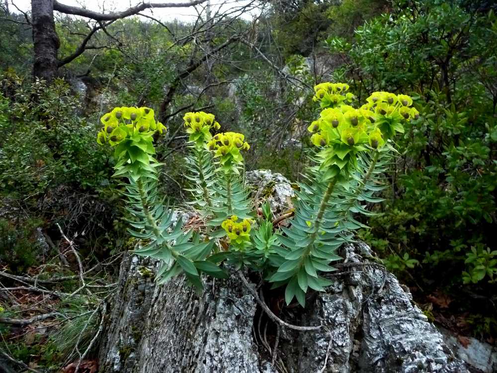 r o b i n 's y a r d: Euphorbia rigida