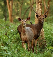 Rusa timorensis | Indonesian Forest