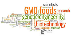 My Agric Gists: GENETICALLY MODIFIED ORGANISMS (GMOs)