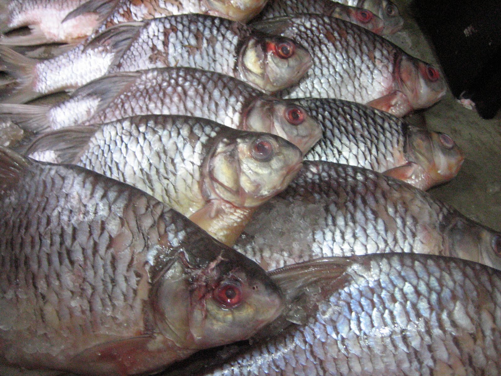 River Fish Supplier, Peter's Fish Trading Co, Sarawak: TENGALAN SARAWAK ...