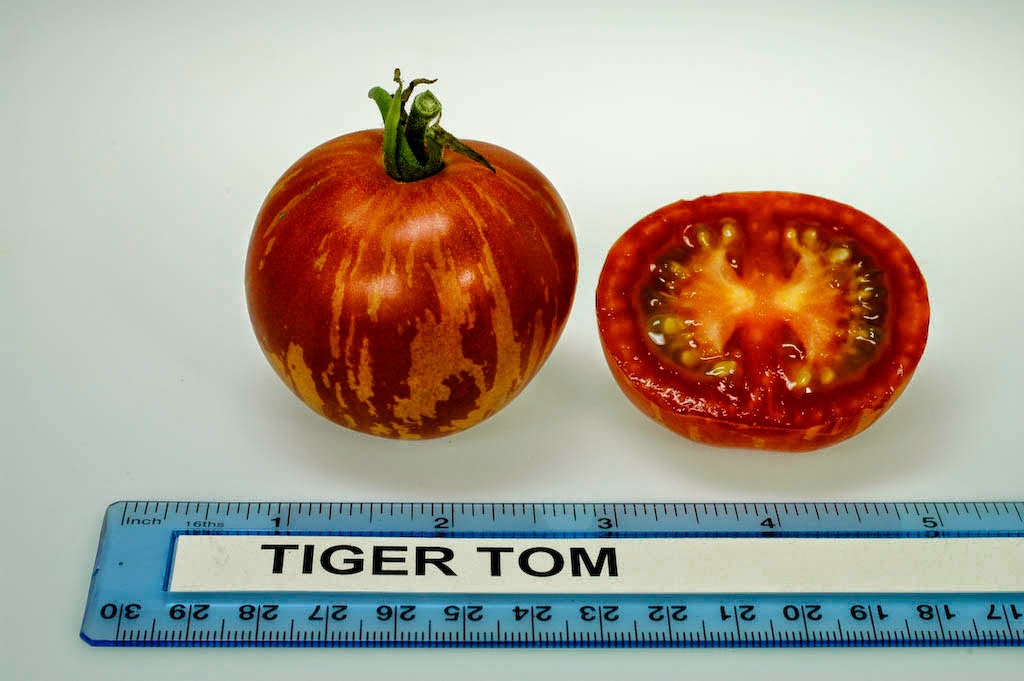 Tarım Siteniz: Domates Çeşitleri (-S-T-U-V-W-Y-Z-)