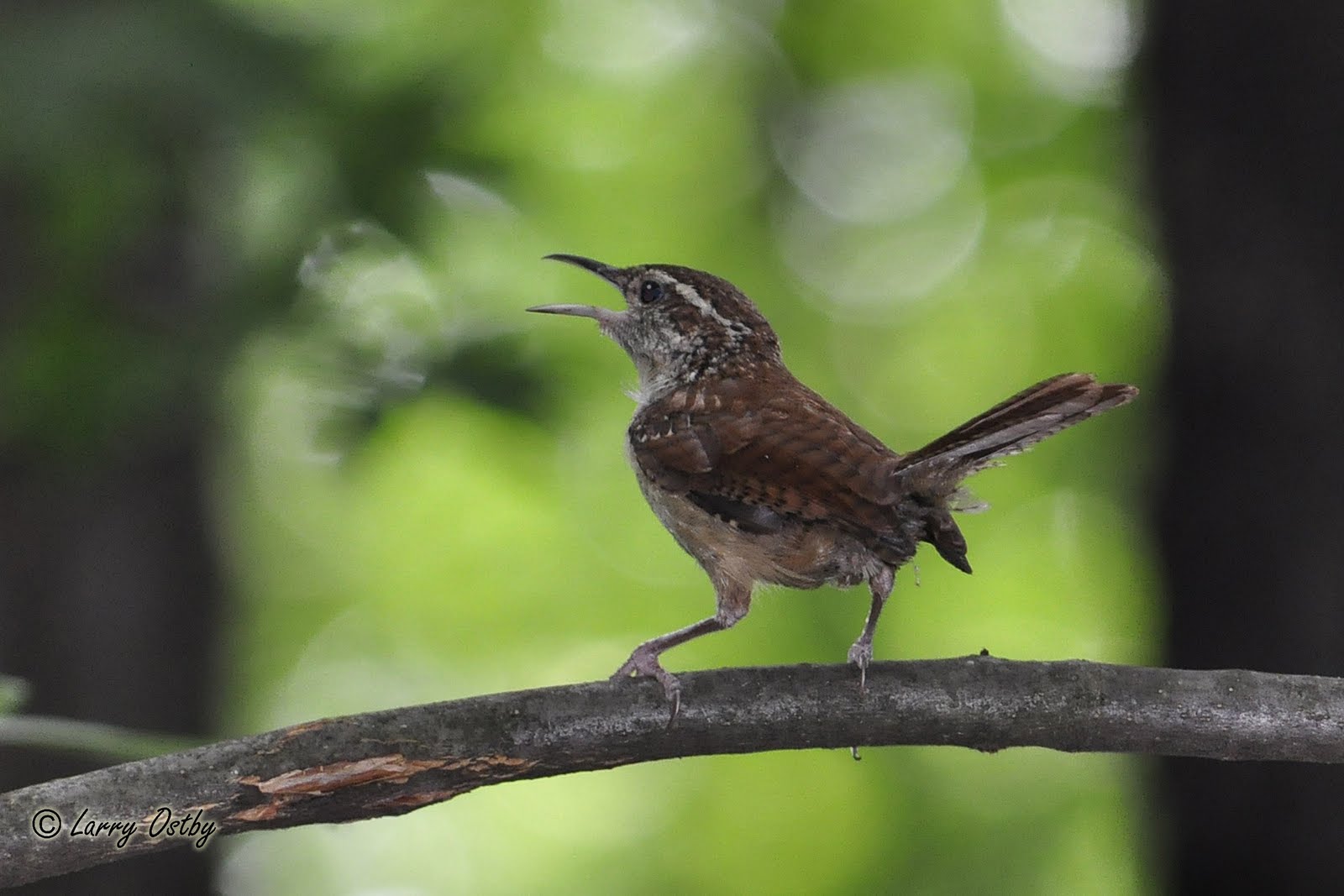 Larry Ostby's Wild Critters: Carolina Wren and the American Goldfinch