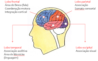 Despertar da Mente: Lobos Cerebrais