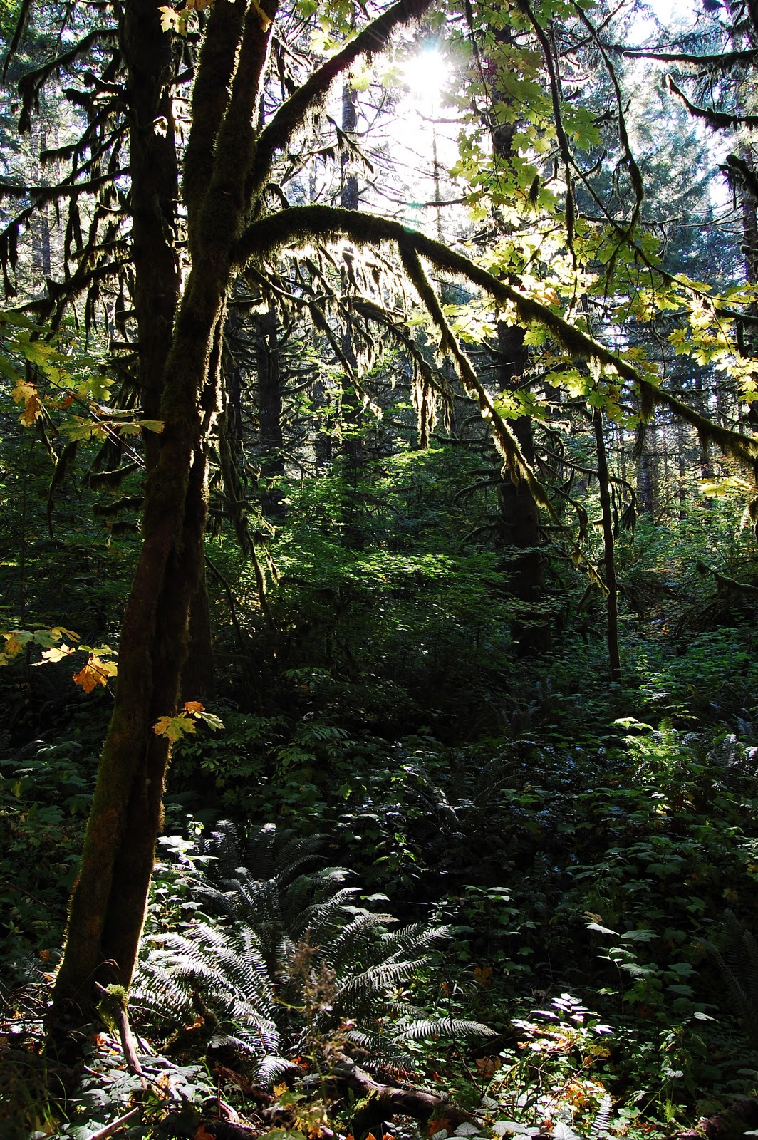 A Road Trip West: In the Oregon Woods