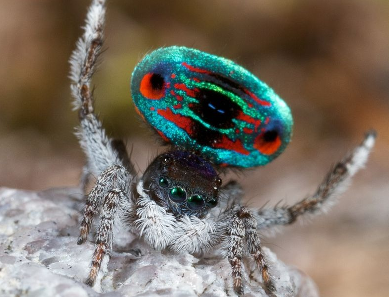 Spesis Labah-Labah Paling Cantik 'Peacock Spider'