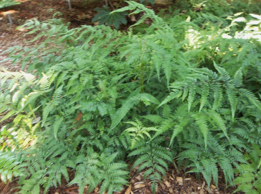 Future Plants by Randy Stewart: Fern - Athyrium ( Painted & Lady Ferns )