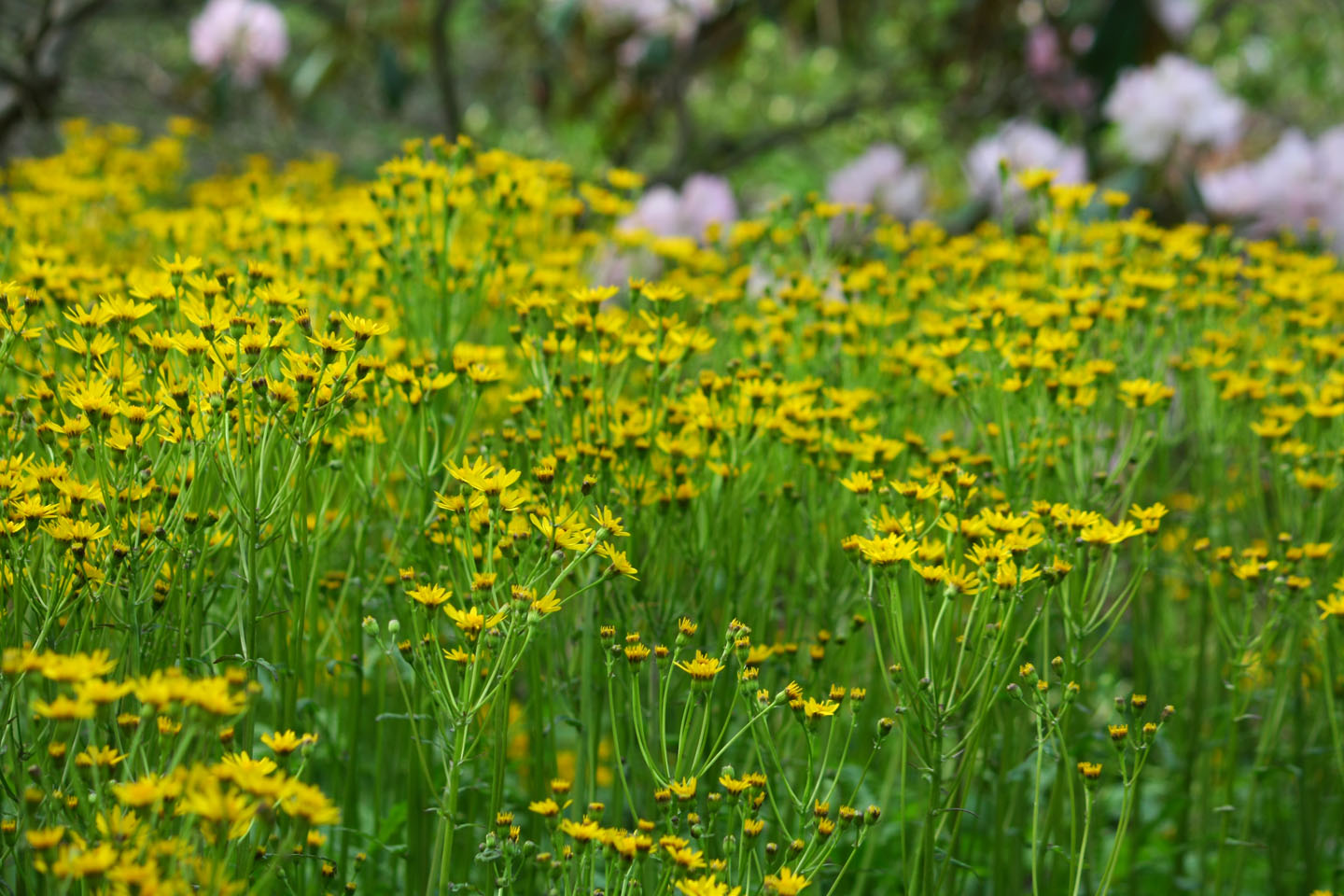 66 Square Feet (Plus): NYC Wildflower Week May 6 - 15