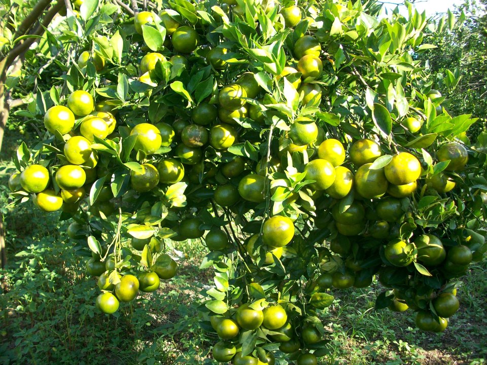 SEKILAS TENTANG JERUK MANIS BERASTAGI | Tips Petani