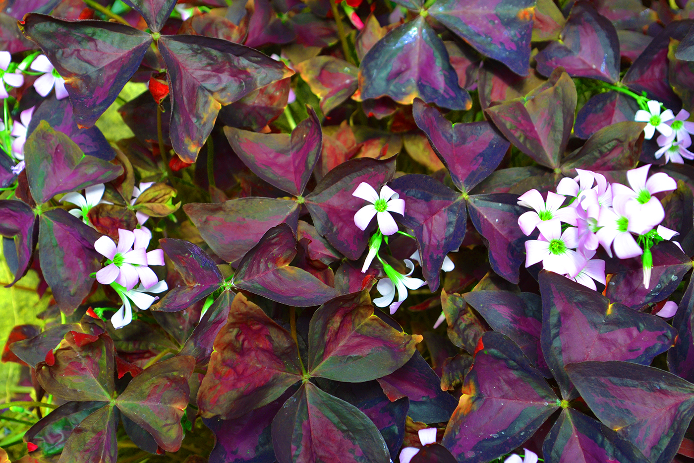 By Elisabeth: juuli 2016