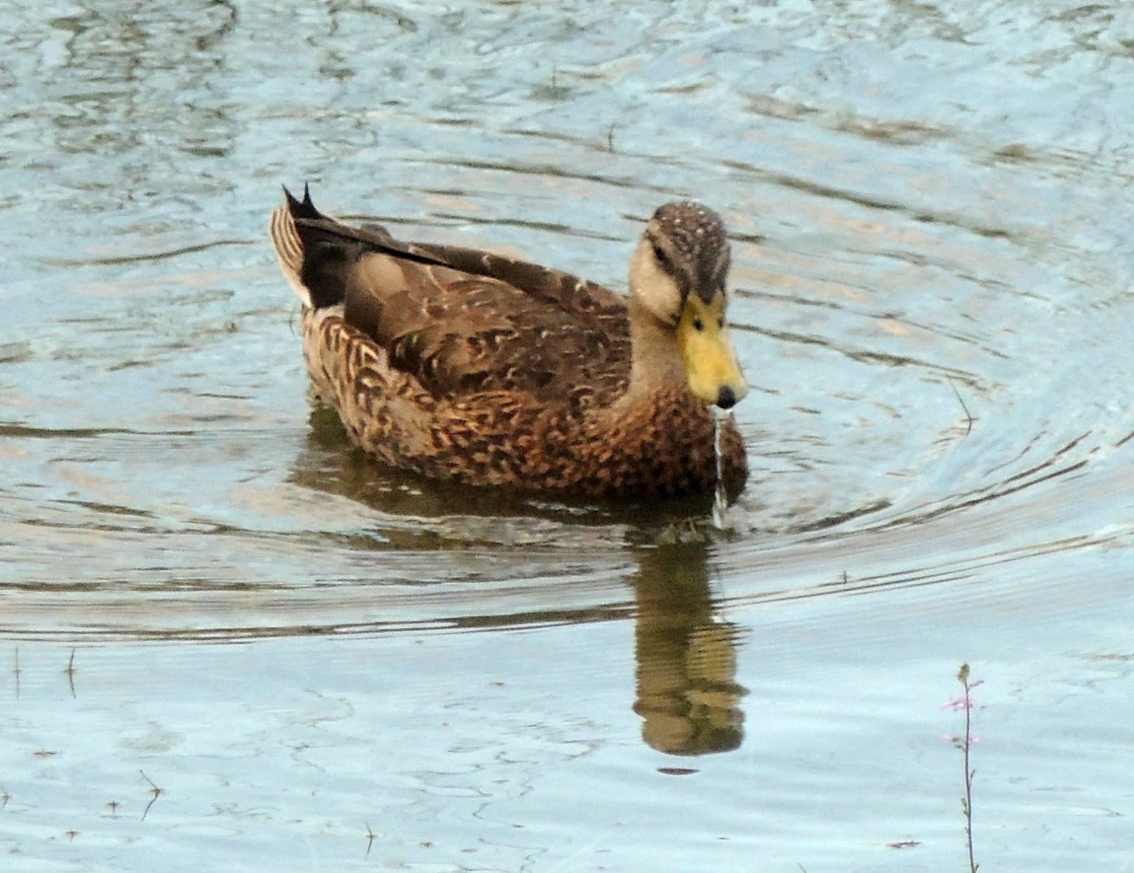Our Florida Yard: Hybrids? Mottled and Mallard Ducks