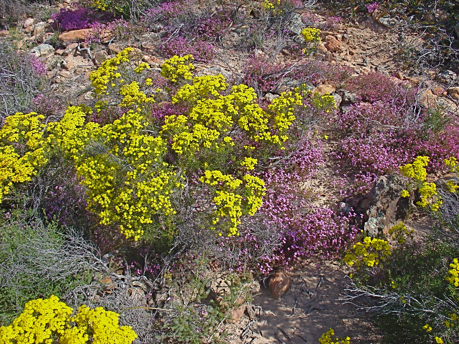 pukawaparadise: Western Australian Wildflowers