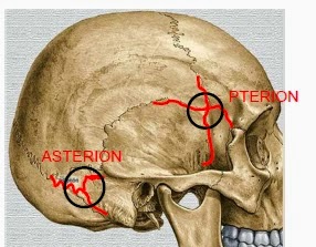 Morfofisiologia I: CABEZA OSEA