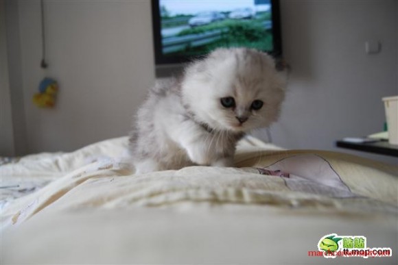 Dunia Kucing...: KUCING PELIK...