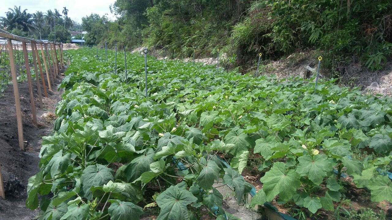 TERBELIAK AQUAPONIC , HIDROPONIC DAN URBAN GARDEN.: LAWATAN KE TAPAK ...
