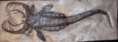 El Rincón de Ivo: Capítulo XXVI: La conquista de la tierra firme.