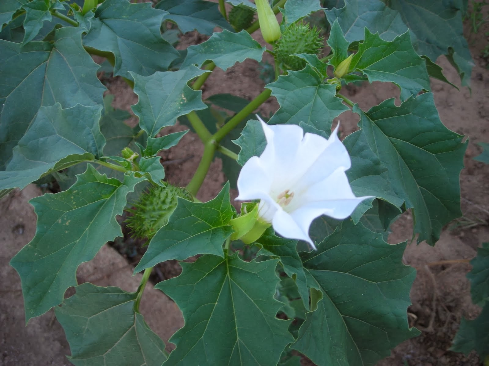 TUDO É MAGIA: ERVAS DE EXÚ -FOTOS