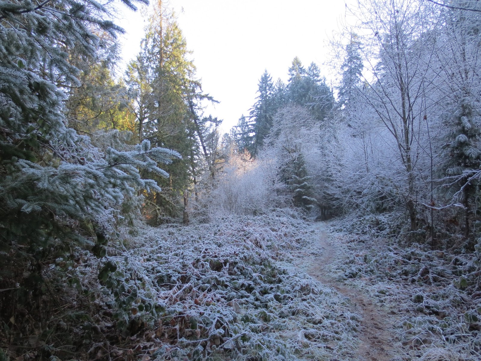 Under the Sky: SW ~ Magness Memorial Tree Farm