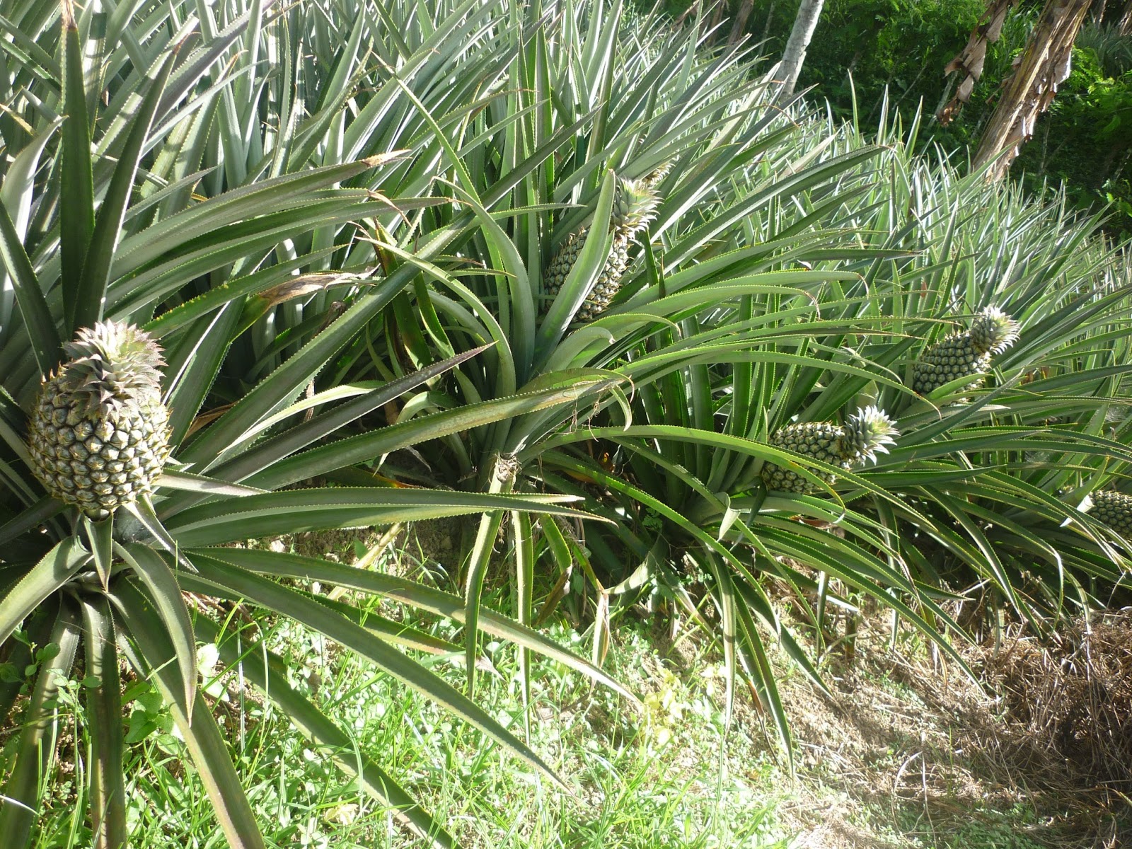 GT(Green Textile): Manfaat Serat Nanas untuk bidang Tekstil dan Material