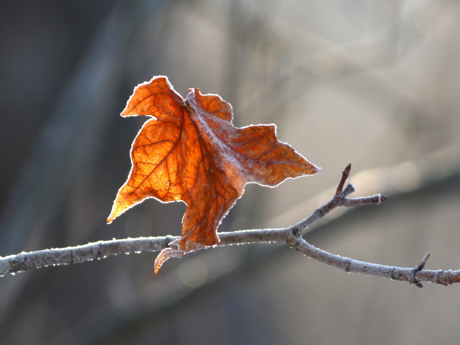Fotografia, camaras, lentes y demas. Especialista en Pentax, Nikon y ...