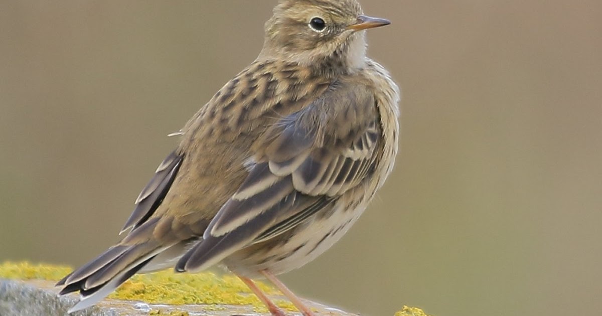 Raw Birds: MEADOW PIPIT (Anthus pratensis) Rogerstown Estuary, Rush ...