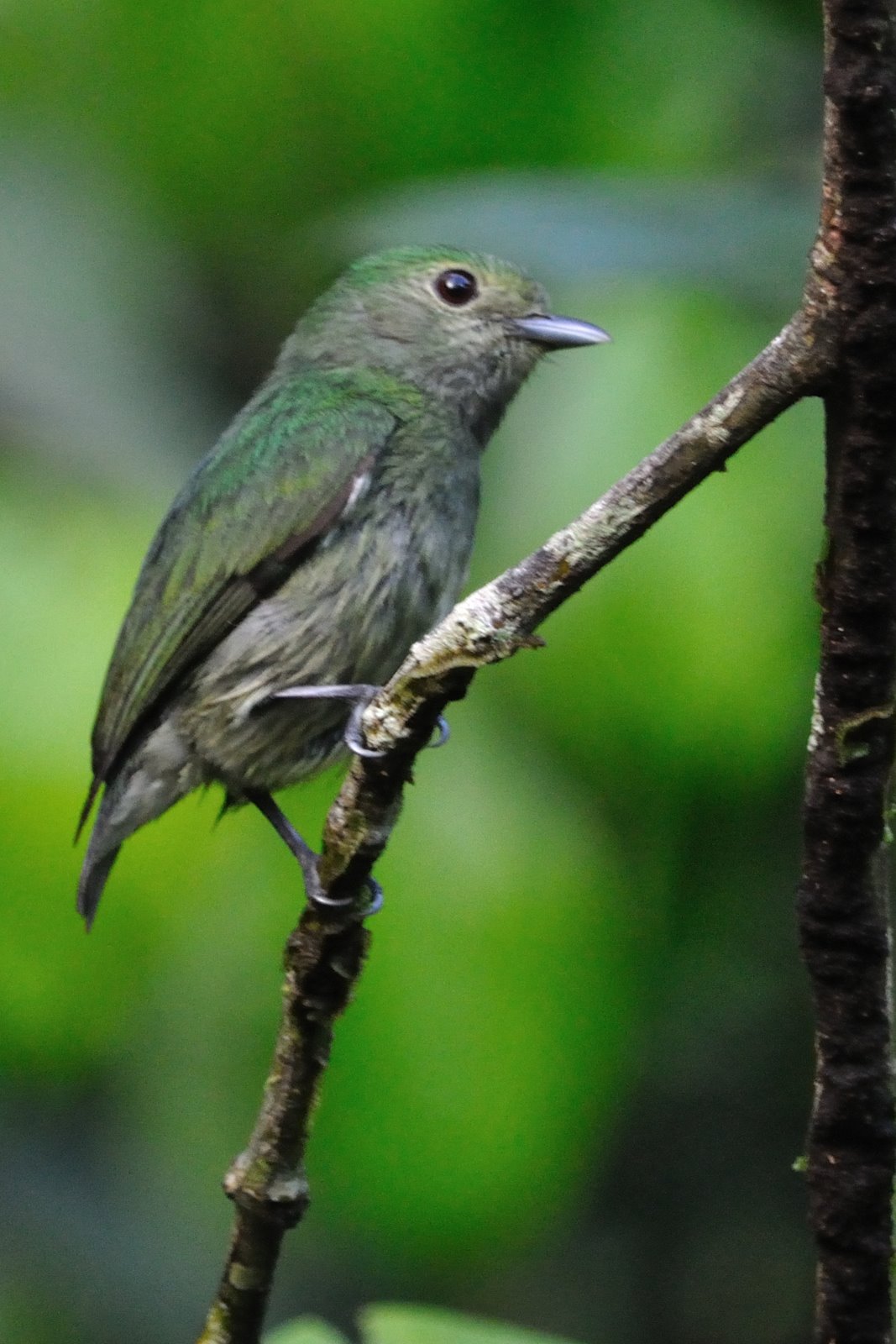 Manakins! | the pace of nature