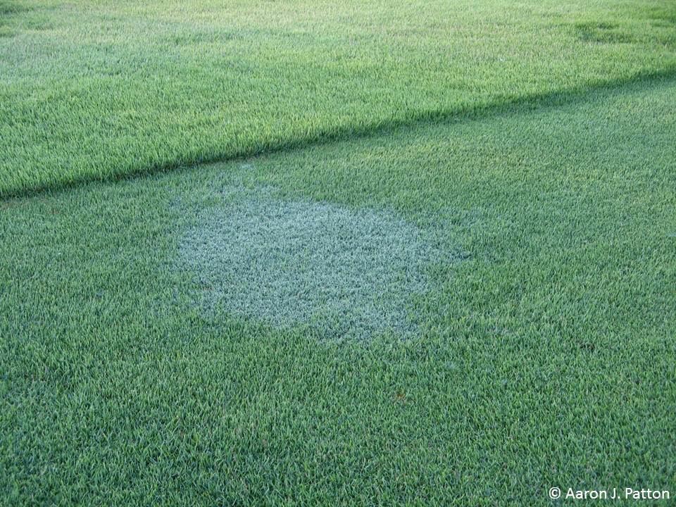 Common Bermudagrass Purdue University Turfgrass Science At Purdue University