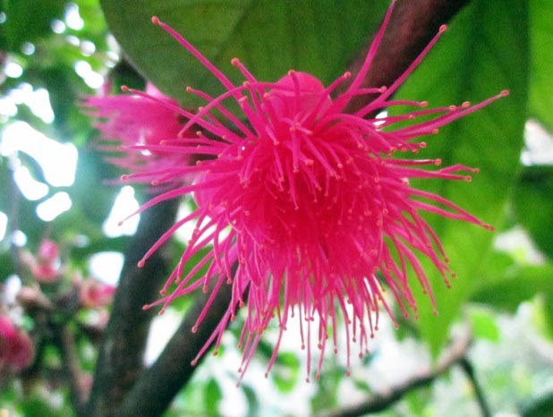 Beautiful Nature Shots: Jamba Flower