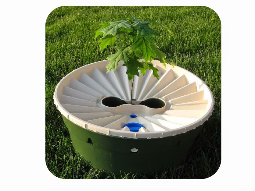tomato plant: Carbon Realism and the Groasis Waterboxx