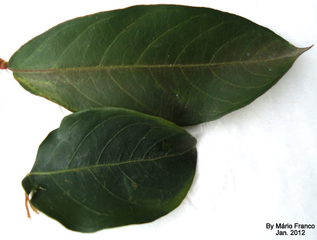 Meu Cantinho Verde: RESEDÁ - ( Lagerstroemia indica )