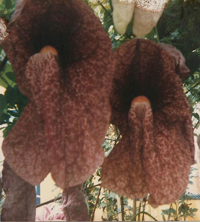 Flores e Coisas: Papo-de-Peru | Aristolochia gigantea