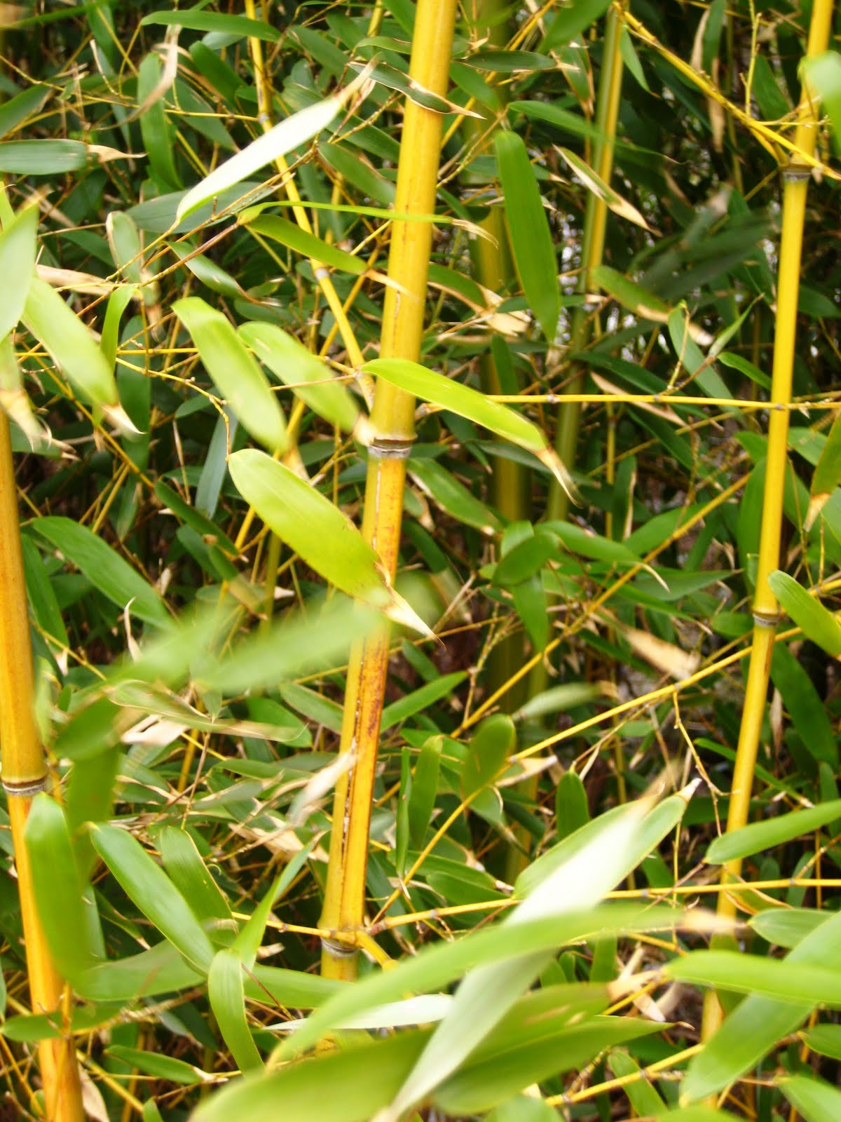 Long Island's Garden Girl ~: Bamboozled