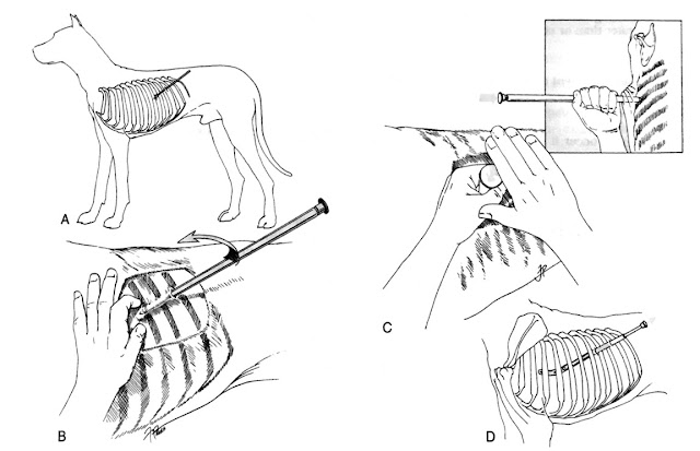 Veterinary Key Points: How To Safely Place a Chest Tube in Dogs and Cats