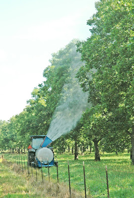 Northern Pecans: Spraying for pecan scab...again!