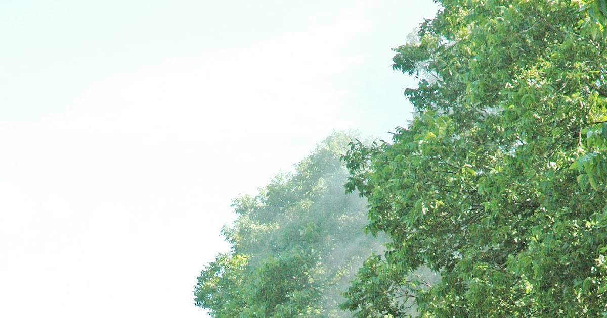 Northern Pecans: Spraying for pecan scab...again!