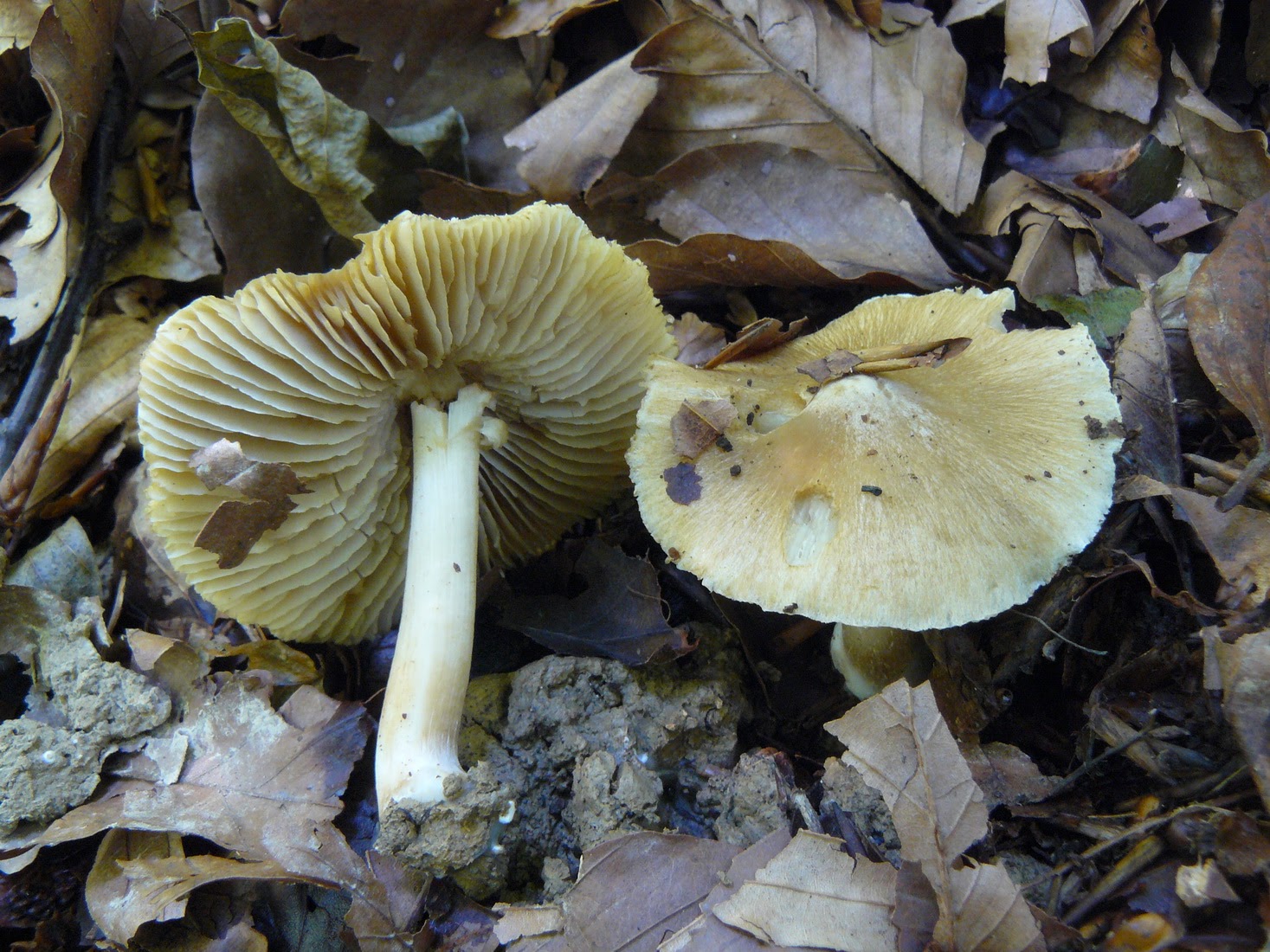 El mundo microscópico de los hongos: Inocybe praetervisa ss. Kühn-Bourd.