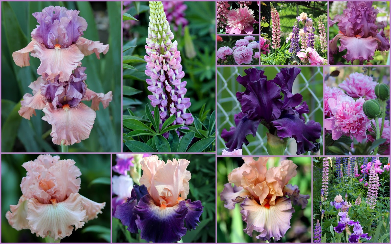 World of Irises: "Talking Irises" TALL BEARDED IRISES: COMPANION PLANTS ...