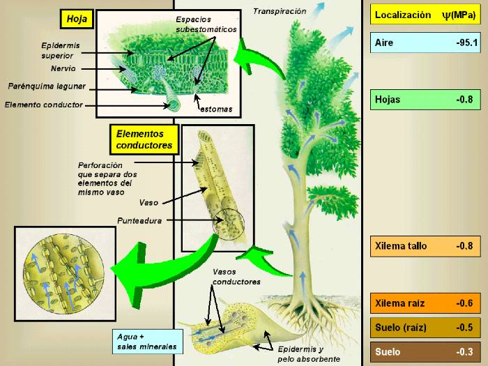 AGROECOLOGIA: FISIOLOGÍA VEGETAL