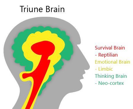 Educating the mind and the heart: The Triune Brain and its implications ...