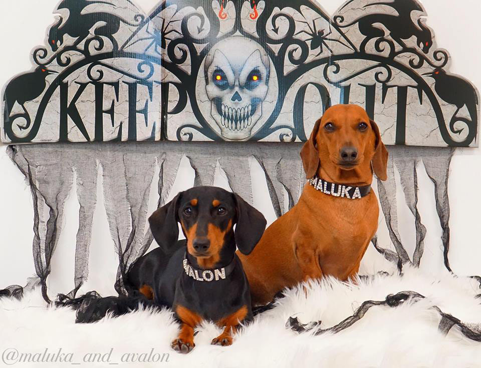 Dachshunds in Paradise Halloweiner - Oct 29 | Australian Dog Lover