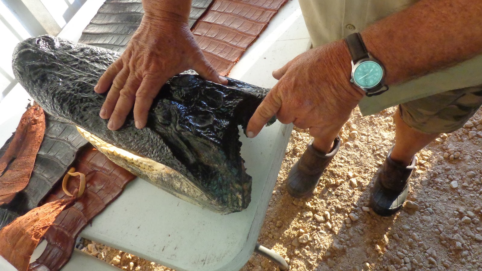 Hank Huntington: Up Close and Personal, Hunting Alligators