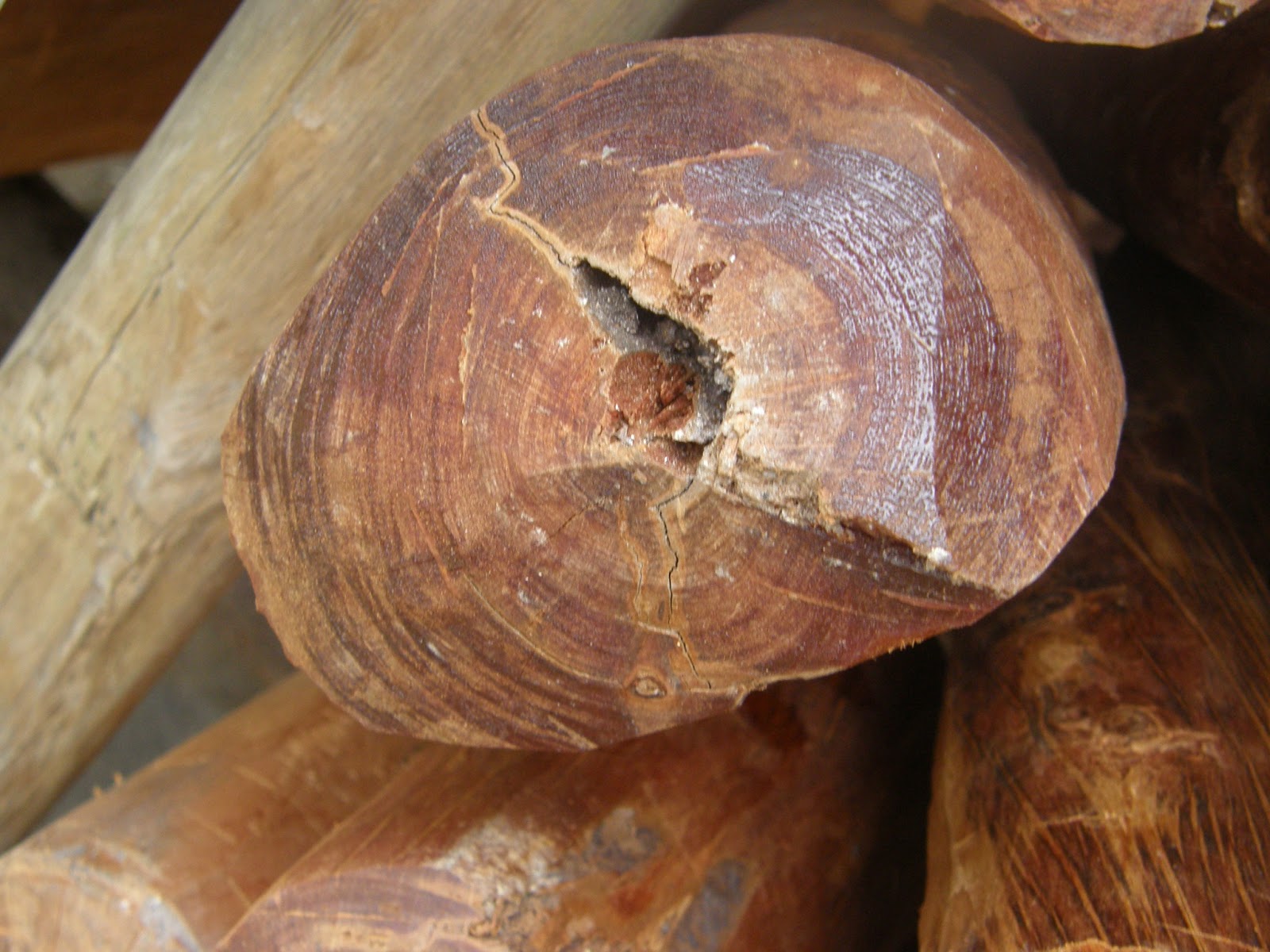 Raja Kayu Malaysia 马来西亚血龙木王: Kayu Raja (king of all woods)