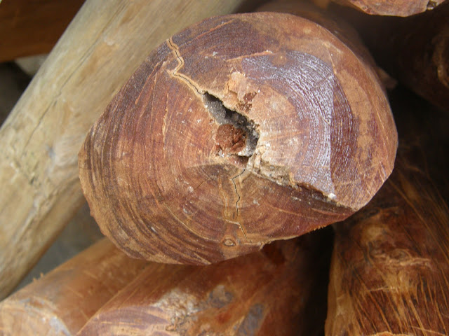 Raja Kayu Malaysia 马来西亚血龙木王: Kayu Raja (king of all woods)