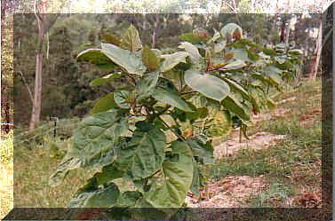 TIPS MENANAM TERONG BELANDA - Rangkuman Cara Bertanam Lengkap